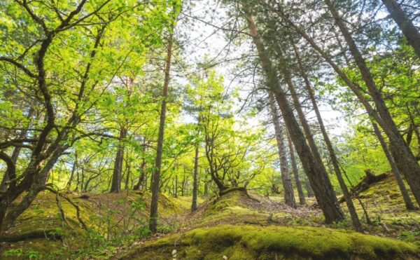 世界殯儀館 – Universal Funeral